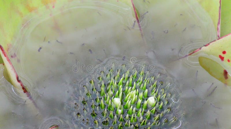 Gnat Larva Under the Microscope with Polarization. Stock Footage ...