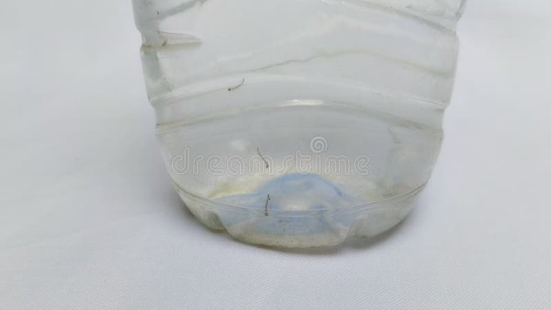 Mosquito Larvae Swimming in a Barrel of Rainwater Stock Video - Video ...