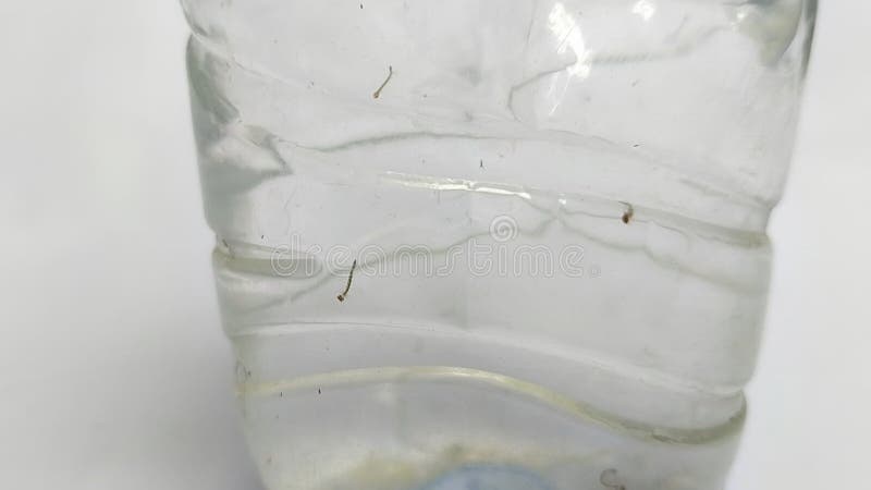 Mosquito Larvae Swimming in a Barrel of Rainwater Stock Video - Video ...