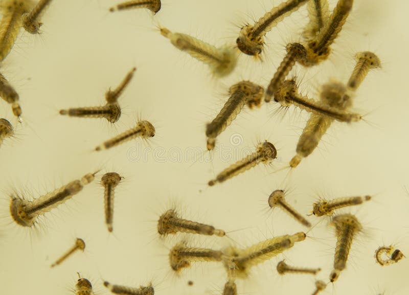 Mosquito larvae stock photo. Image of freshwater, carrier - 43907316