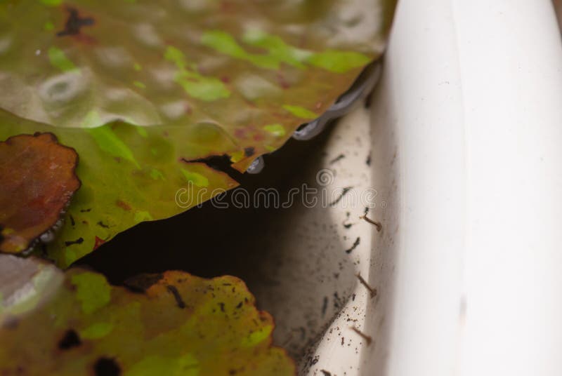 Mosquito Larvae in Stagnant Water Close Up Stock Image - Image of ...