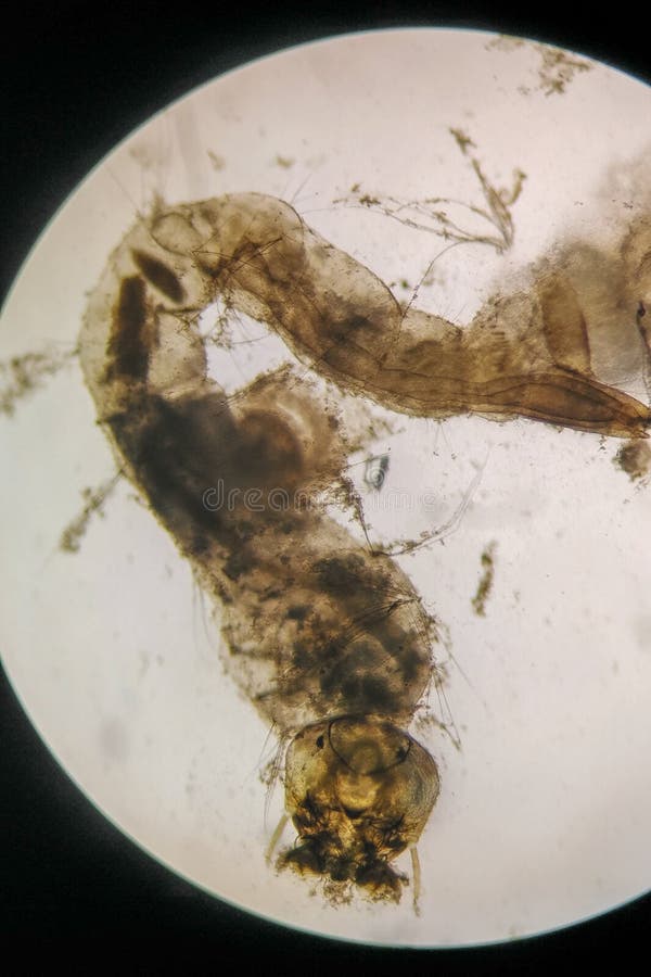 Mosquito Larvae Under Microscope Stock Image - Image of wing, painting ...