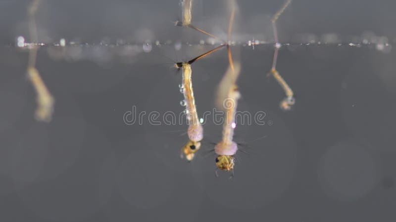 Mosquito Larvae. Life Cycle of Mosquitoes, Gnats. Larva, Wigglers ...