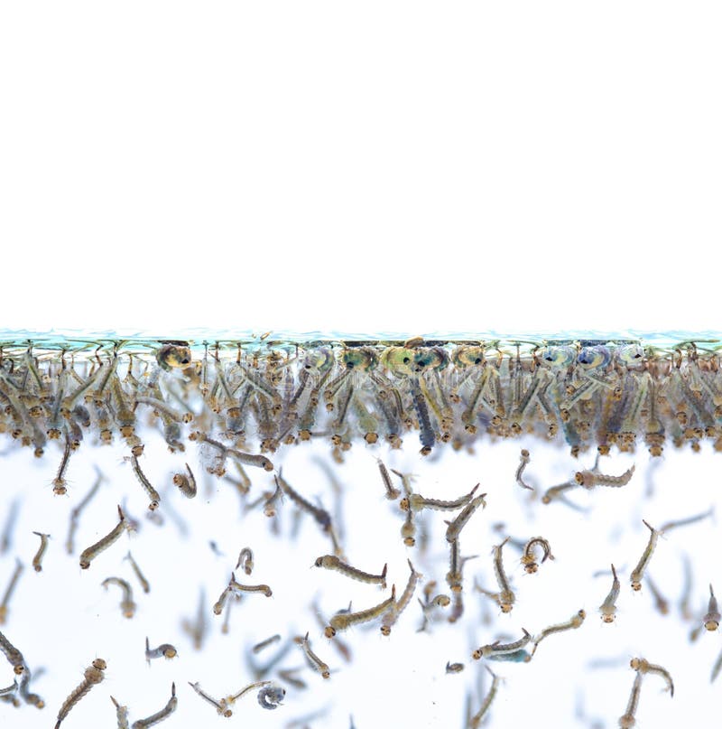 Mosquito Larvae in Water on White Background. Stock Photo - Image of ...