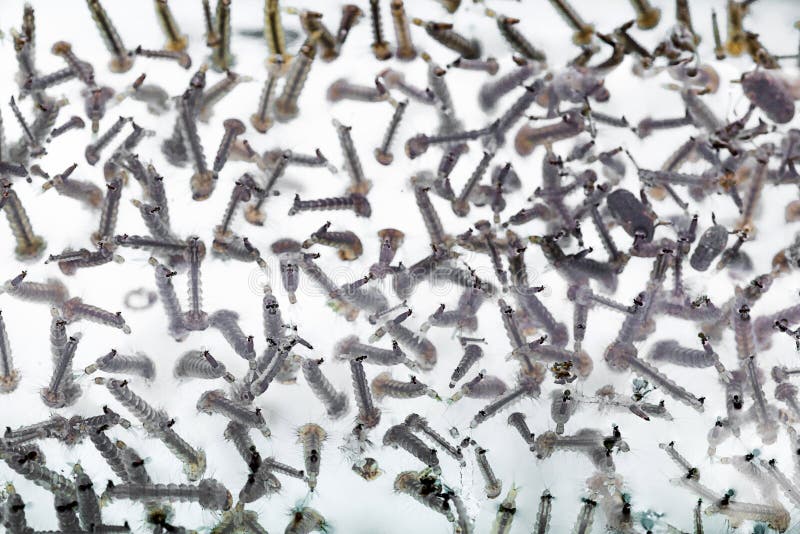 Mosquito Larvae In Water On White Background. Stock Image - Image of ...