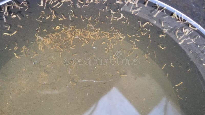 Mosquito Larvae in a Waterlogged Container Stock Footage - Video of ...
