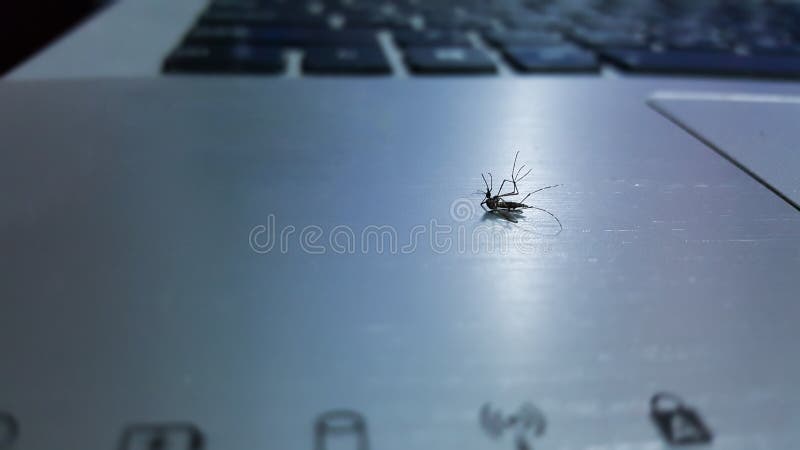 Mosquito Lay on Notebook Working Computer Stock Image - Image of fever ...