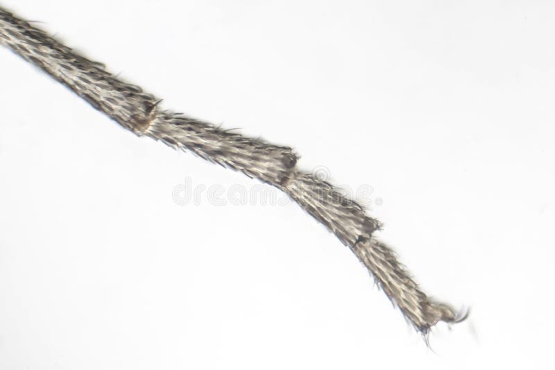 Microphoto of a larva stock image. Image of insect, water - 34029903