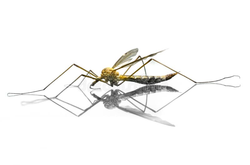 Mosquito Macro Isolated on White Stock Photo - Image of epidemic ...