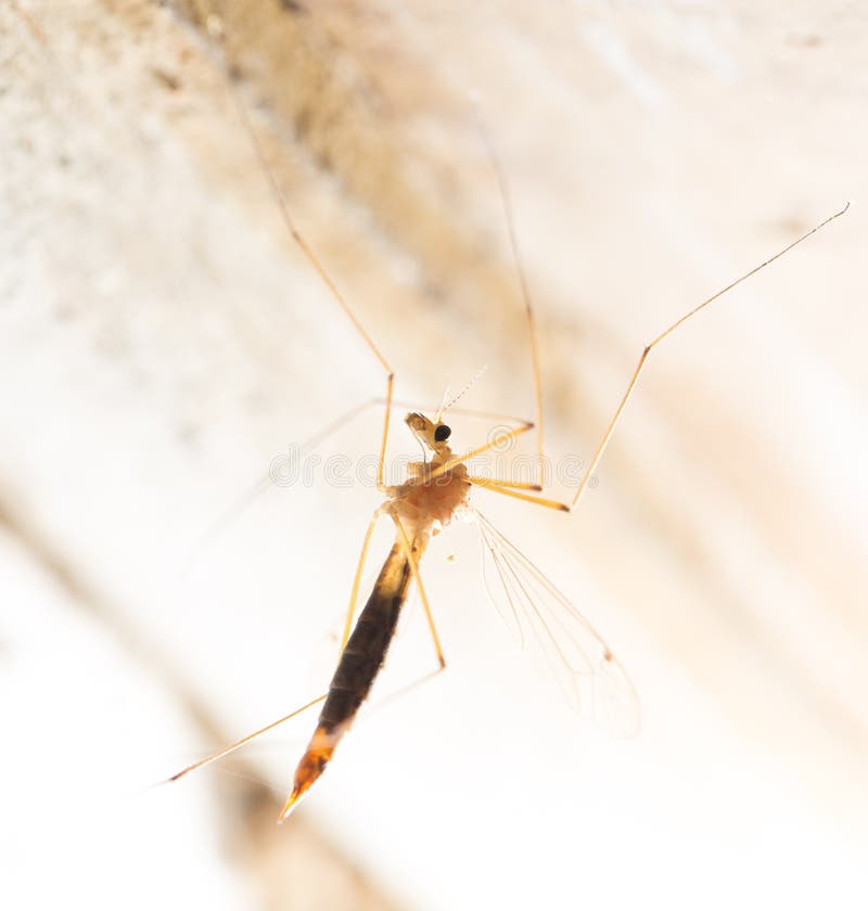 Mosquito. macro stock photo. Image of fever, nature - 100547588