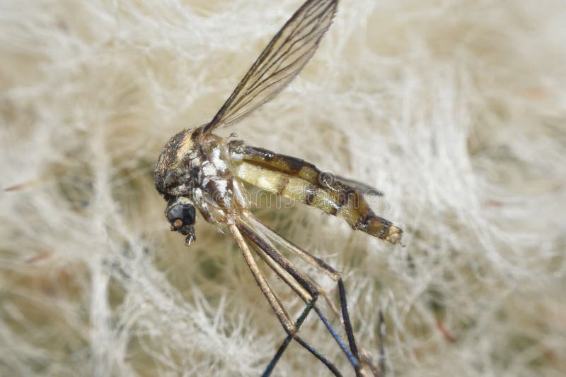 Mosquito macro view stock image. Image of parasite, carrier - 90649467