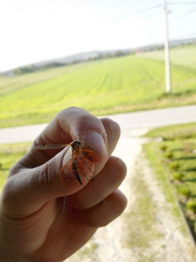 Mosquito in a man s hand stock image. Image of mosquito - 72565859