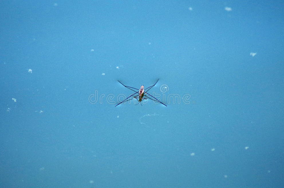 Marsh Treader Hydrometra on the Water Stock Photo - Image of river ...