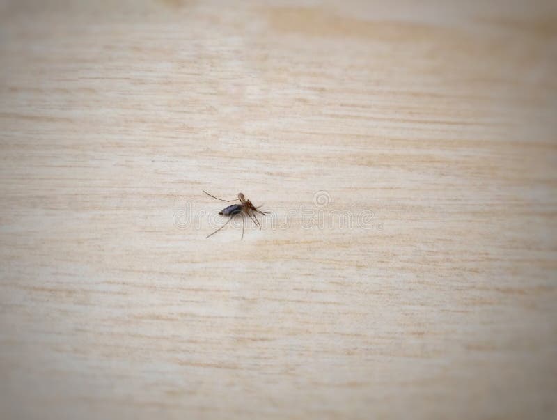 Mosquito stock photo. Image of insect, floor, leaf, pollinator - 273850558