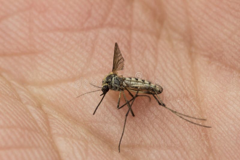 Marcador Que Magnifica De La Escena Del Crimen Muerta Del Primer Del ...