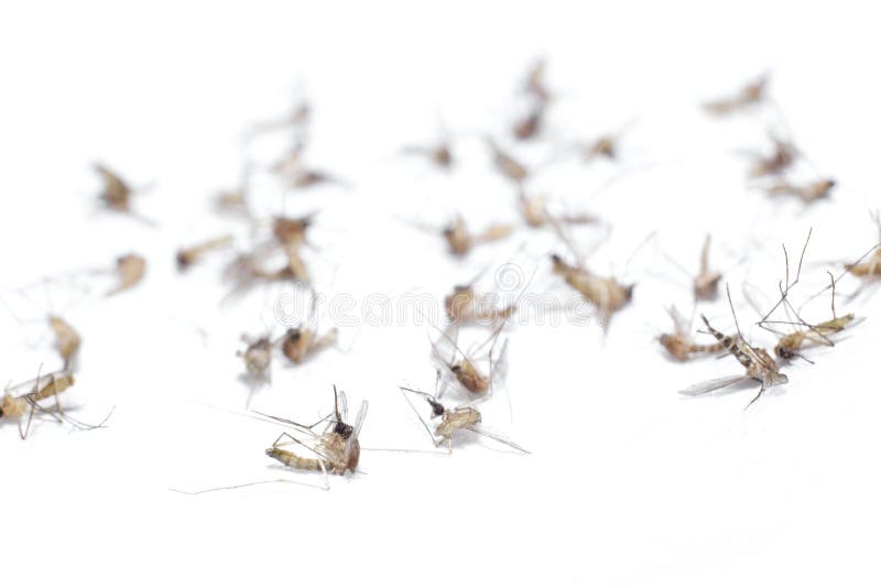 Mosquito Muerto Aislado En Blanco Foto de archivo - Imagen de acertijo ...