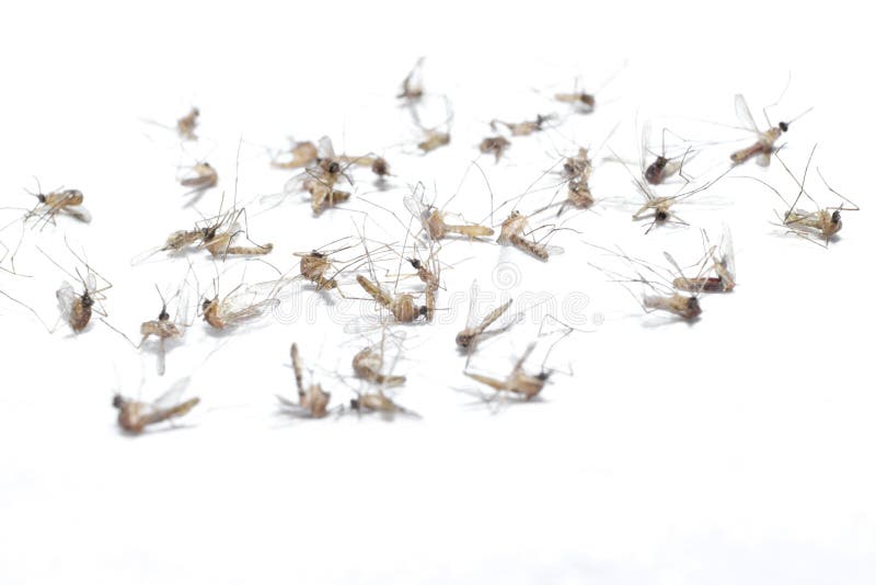 Mosquito Muerto Aislado En Blanco Foto de archivo - Imagen de plaga ...