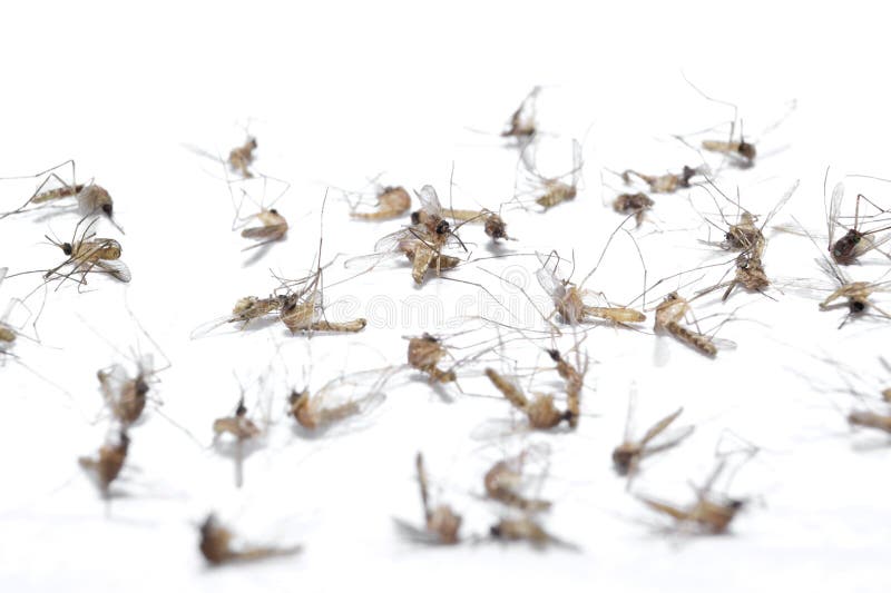 Mosquito Muerto Aislado En Blanco Foto de archivo - Imagen de poco ...