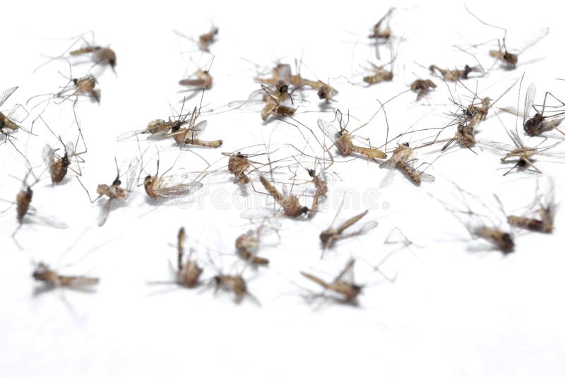 Mosquito Muerto Con Sangre Roja Sobre La Palma Humana Foto de archivo ...