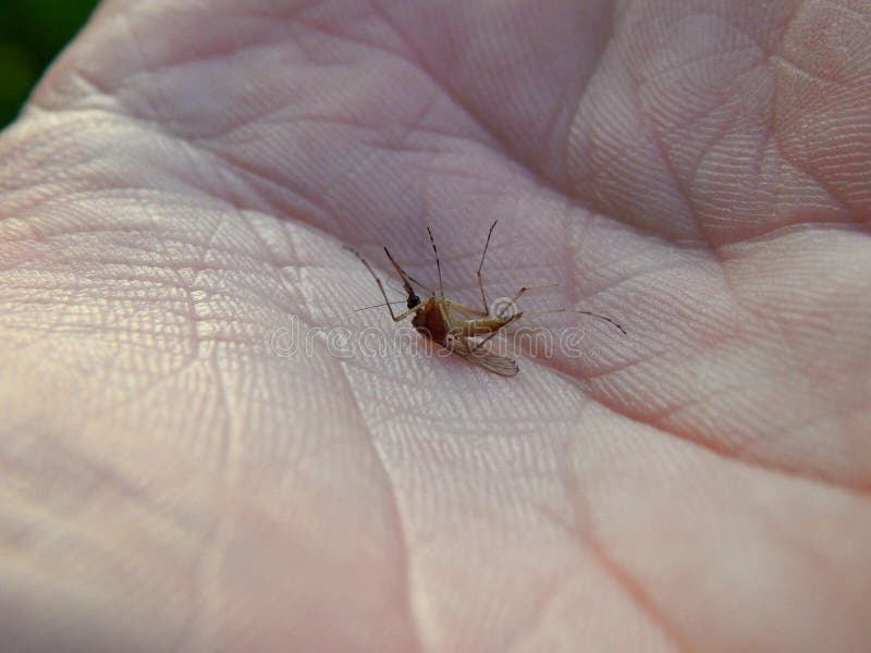El Mosquito Muerto Llenó De Sangre Humana. Foto de archivo - Imagen de ...
