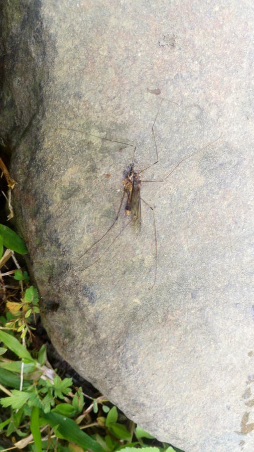 Mosquito muerto gigante imagen de archivo. Imagen de cascada - 76978895