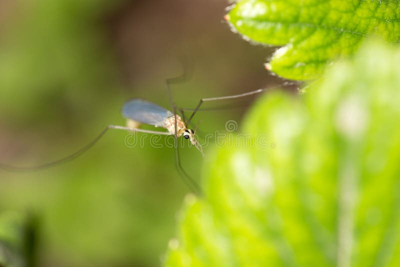 Mosquito in nature. macro stock photo. Image of animal - 102688486