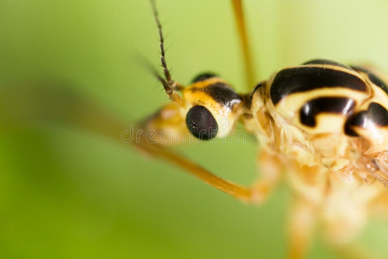 Mosquito in nature. macro stock image. Image of natural - 111287363