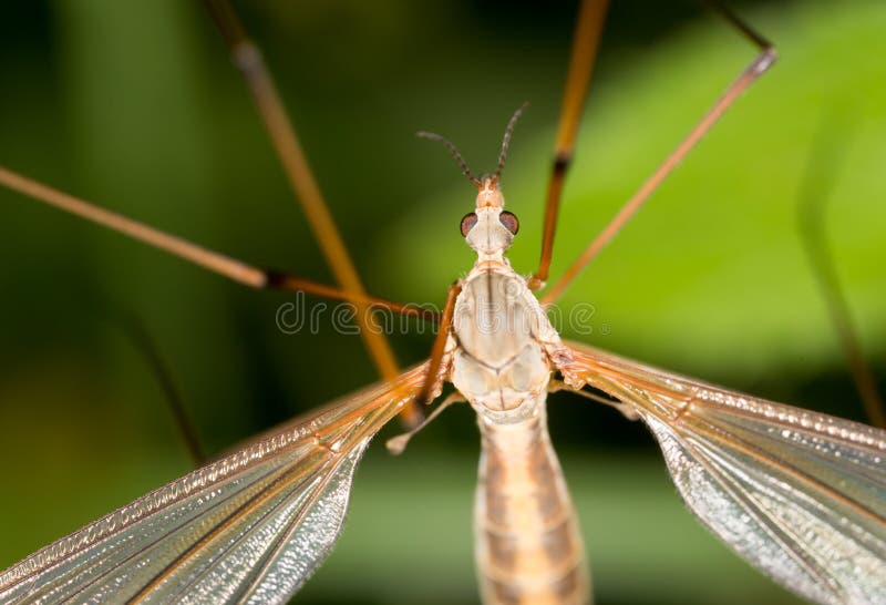 Mosquito in nature. macro stock photo. Image of virus - 111466090