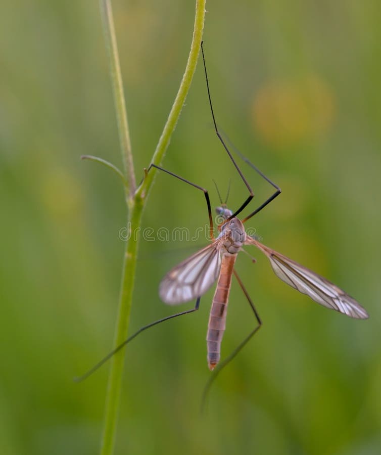 Mosquito nematocera stock photo. Image of nature, legs - 54862380