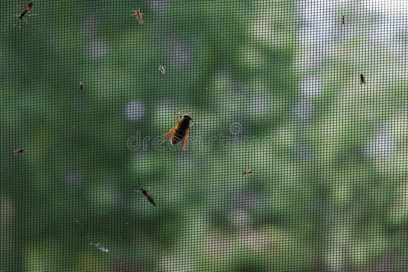 Mosquito Net with Insects on it Stock Photo - Image of macro, summer ...