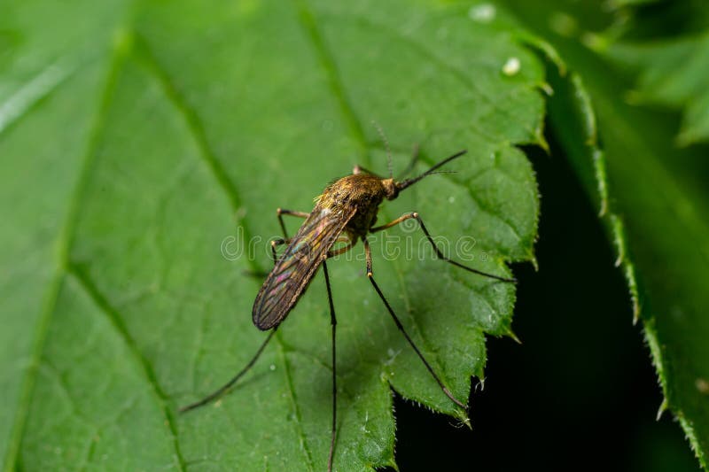 Mosquito Normal Hembra Aislado En Hoja Verde Imagen de archivo - Imagen ...