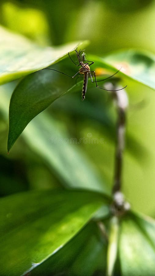 Mosquito Rest stock image. Image of animal, resting - 246348413