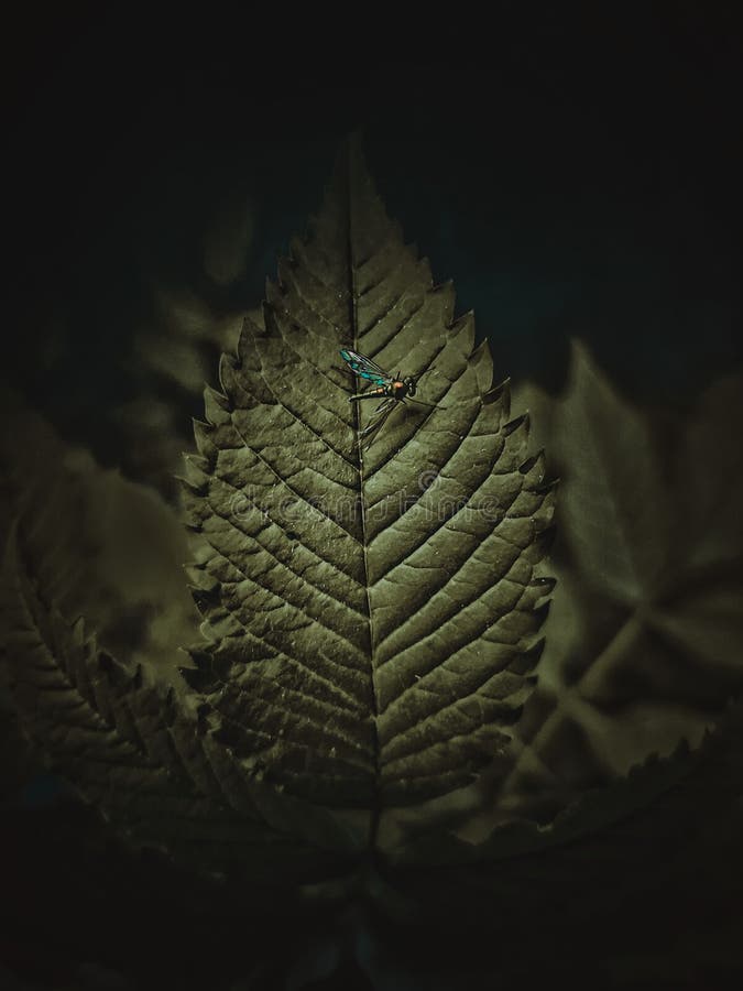 Mosquito resting on leaf stock image. Image of leaf - 187742345