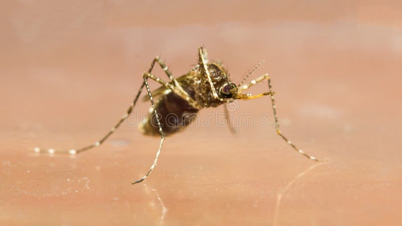 Mosquito stock photo. Image of insect, bloodsucker, unhygienic - 48545794
