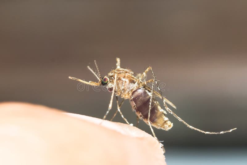 Mosquito stock image. Image of mosquito, gnat, stinging - 48545809