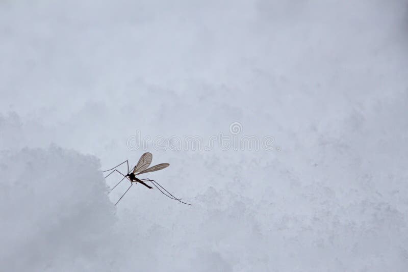Mosquito Sitting in the Snow Stock Image - Image of white, animal ...