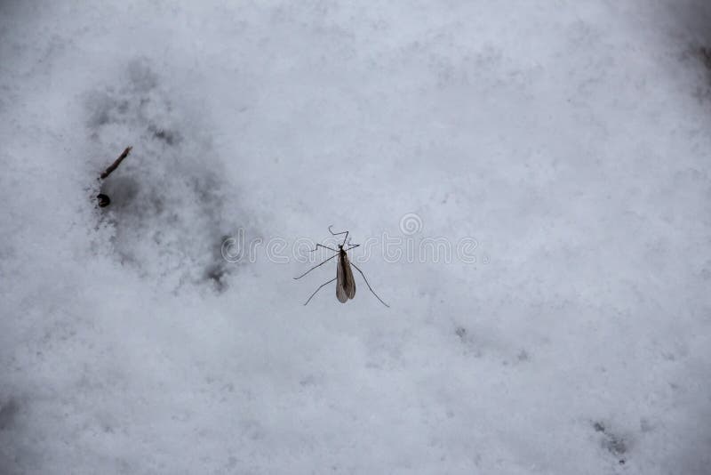 Mosquito in the Snow, Wild Forest Stock Image - Image of winter, snow ...