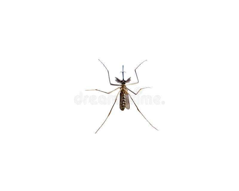 Mosquito Species Aedes Aegyti Sleep Open Stock Photo - Image of ...