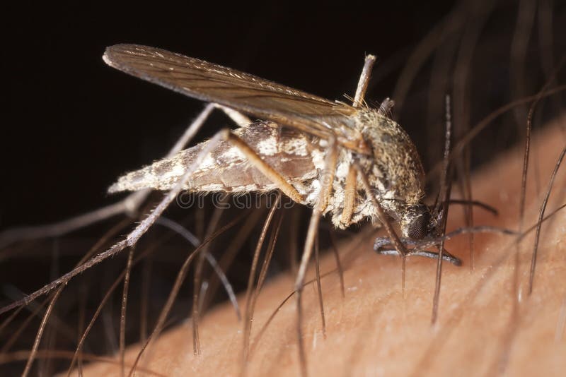 Black Fly Sucking Blood on Human Arm Stock Image - Image of simuliidae ...