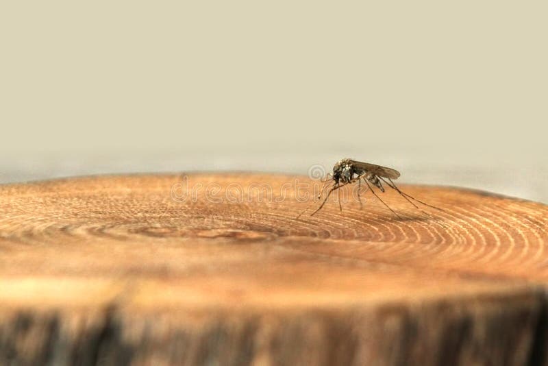 Mosquito on a tree trunk stock image. Image of insect - 163884371