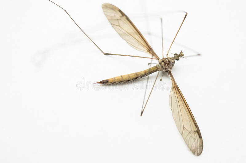 Mosquito stock photo. Image of itching, still, insects - 38740074