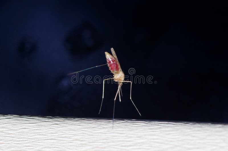 Mosquitos Night Stock Photos - Free & Royalty-Free Stock Photos from ...