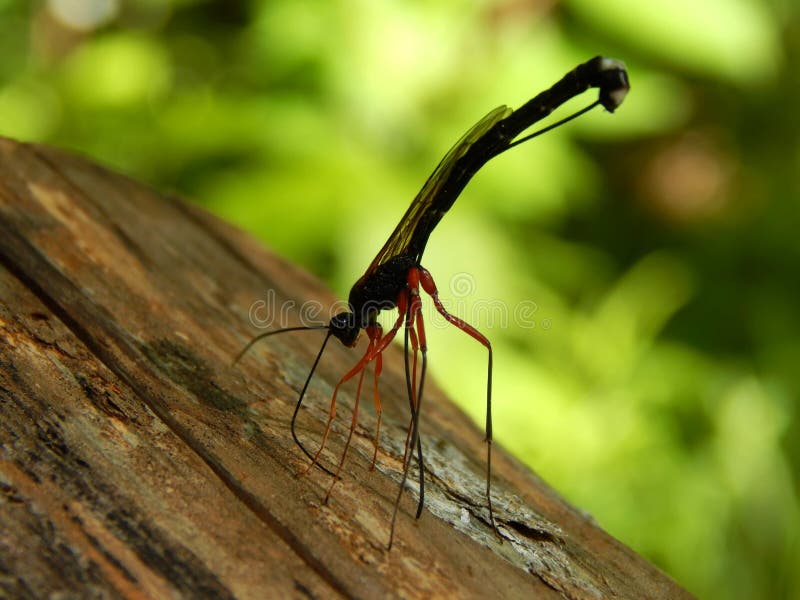 Mosquito in the Wild on a Tree Stock Photo - Image of food, macro ...