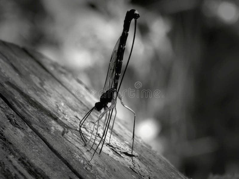 Mosquito in the Wild on a Tree Stock Photo - Image of insect ...