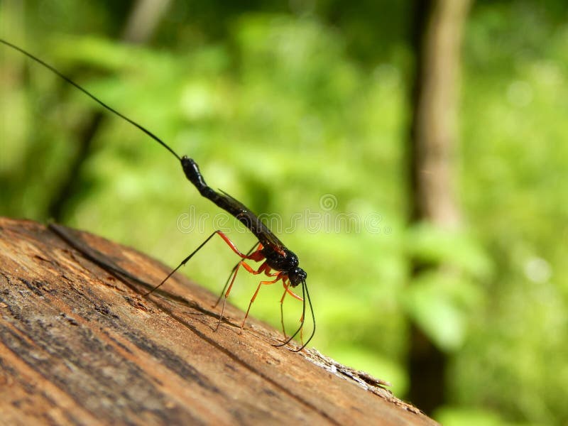 Mosquito in the Wild on a Tree Stock Image - Image of mosquitoes ...
