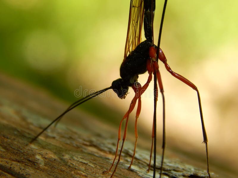 Mosquito in the Wild on a Tree Stock Photo - Image of flora, rainforest ...