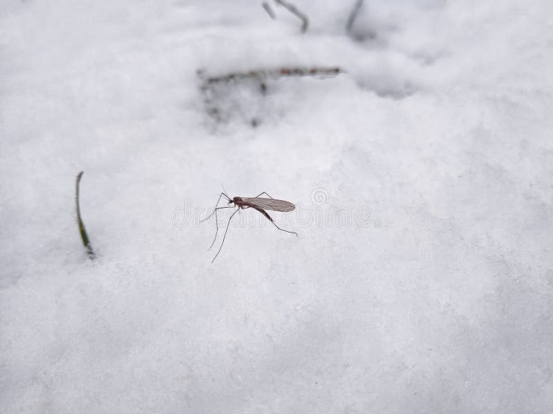 Mosquito in ice stock photo. Image of winter, insect - 12152394