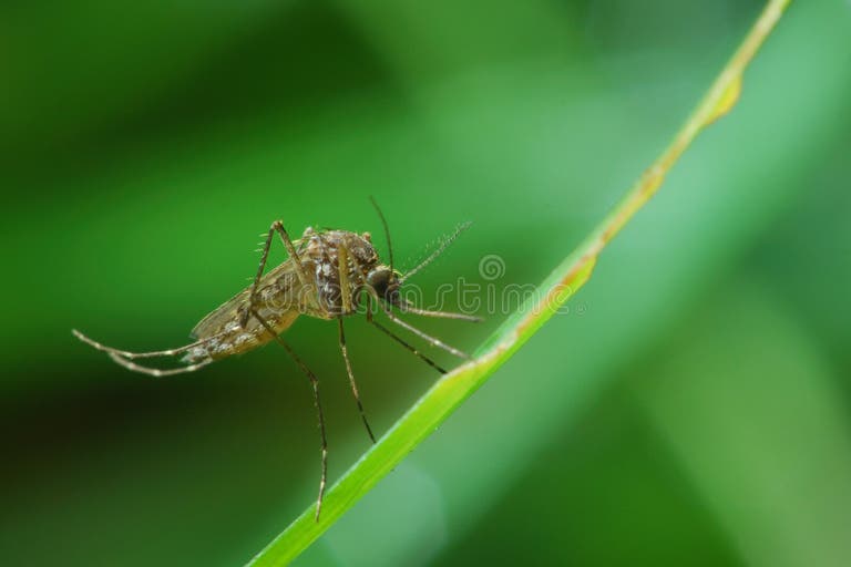Mosquitoes stock image. Image of green, black, insect - 9726797