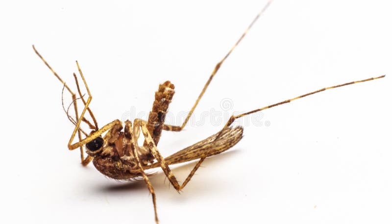 Mosquito dying on hand stock image. Image of aegypti - 149312047