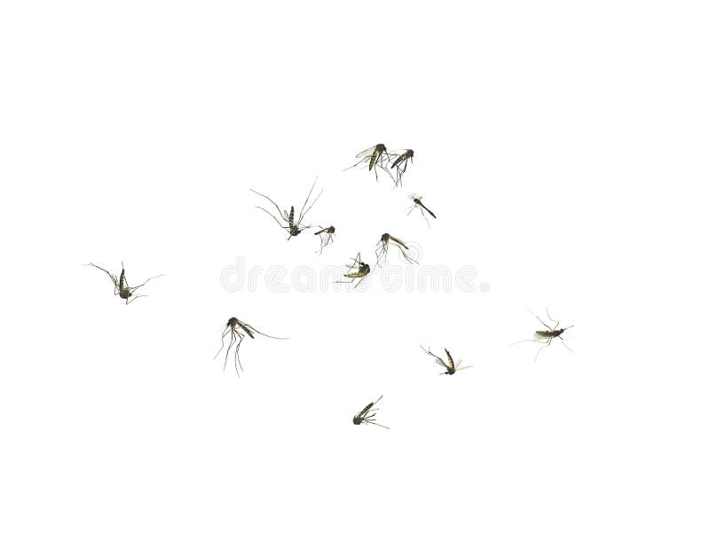 Mosquito Dying Stock Photos - Free & Royalty-Free Stock Photos from ...